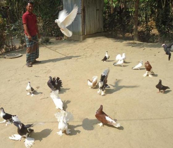 অবসরে কবুতর পালন করে লাভবান শংকর রিছিল | Barcik News Portal