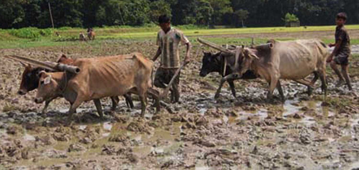 গরুর “লাঙল-জোয়াল-মই” শুধু কাঠের যন্ত্রপাতিই নয়! হারিয়ে যাওয়া ...