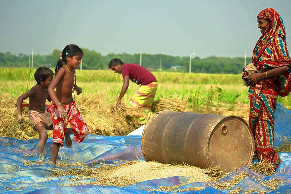 নবান্ন ও বাঙলার কৃষাণী | Barcik News Portal