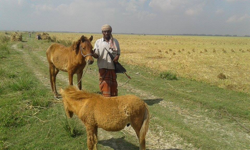 সৌখিনতা ও জীবনের প্রয়োজনে ঘোড়ার ব্যবহার | Barcik News Portal