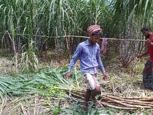 বরেন্দ্র অঞ্চলের নতুন সম্ভাবনা আখ | Barcik News Portal